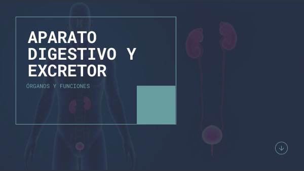 Aparato Digestivo y Aparato Excretor | Genially