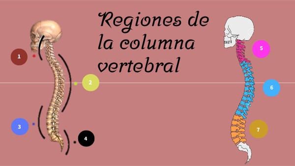 Regiones de la columna vertebral | Genially