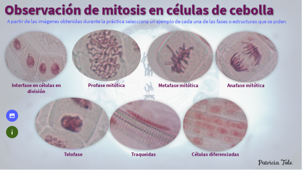 Práctica de mitosis de cebolla Patricia Tole | Genially