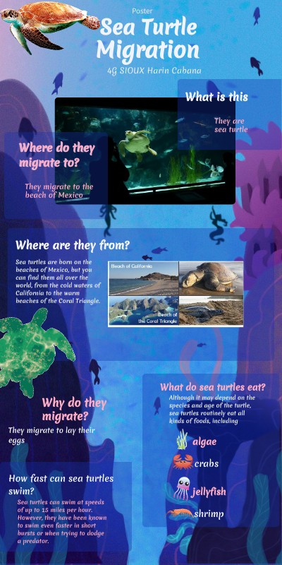 Poster of sea turtles