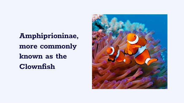 Clownfish Research Project