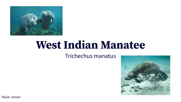 Marine Animal Research