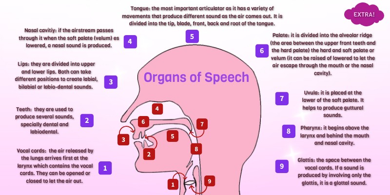 TP 1- ORAL- Organs of speech | Genially