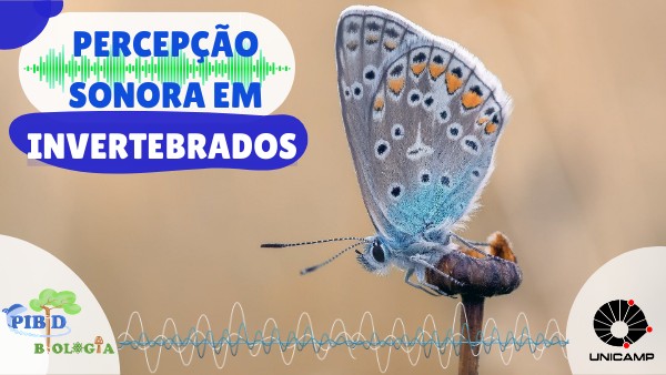 SPIDER LIST | Genially