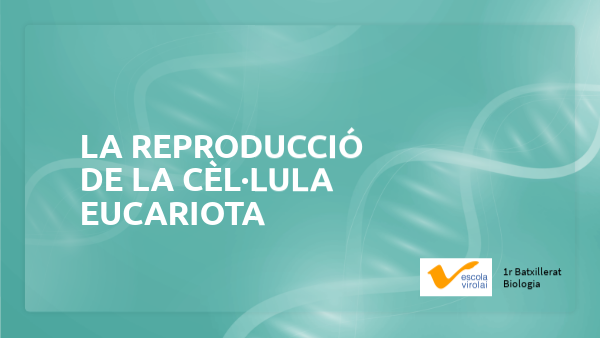 La reproducció de la cèl·lula eucariota | Genially