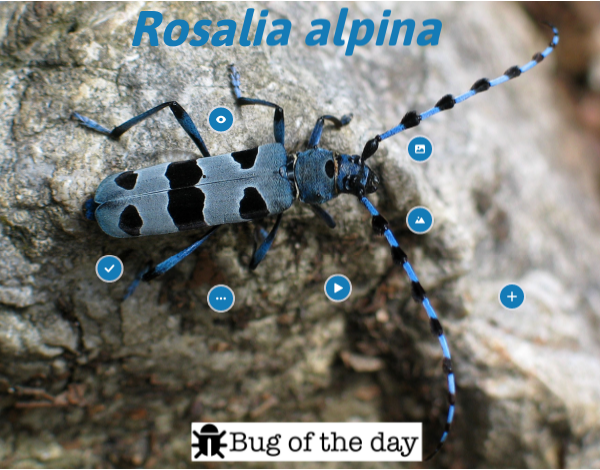 El banyarriquer del faig | Genially