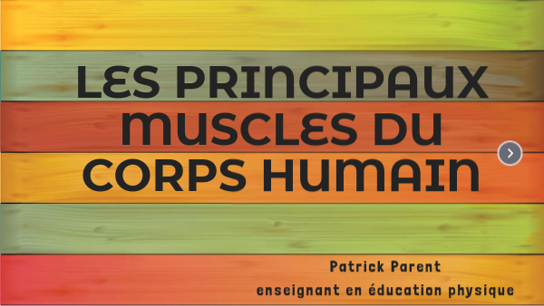 Les principaux muscles du corps | Genially