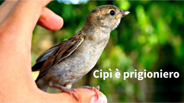 Cipì è prigioniero | Genially