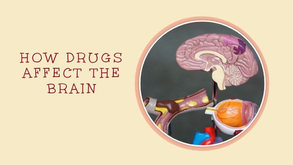 How drugs affect the brain
