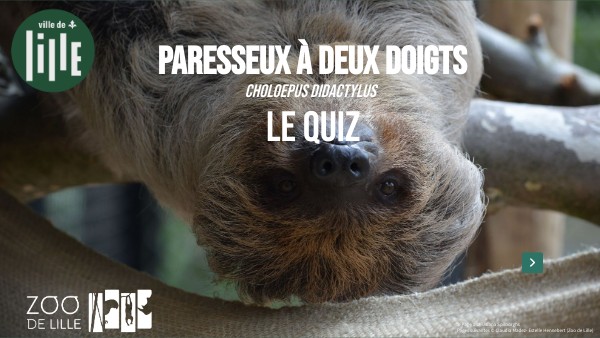 Quiz paresseux Zoo de Lille
