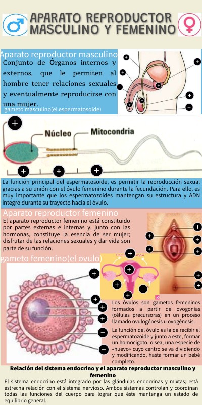 Alicia Bosch 1B infografia | Genially