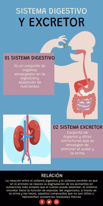 Sistema digestivo y sistema excretor | Genially