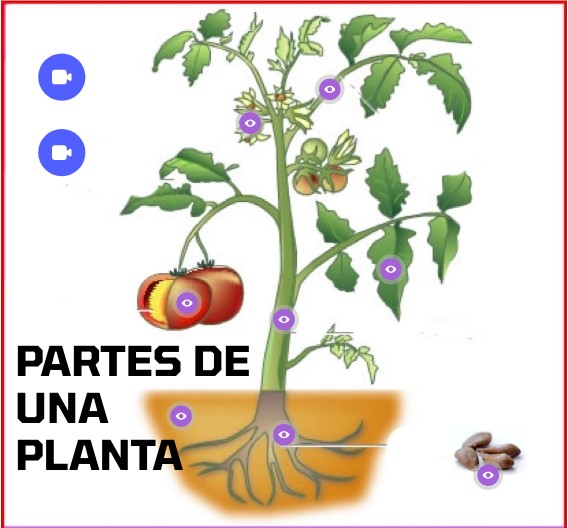 Partes de una planta | Genially