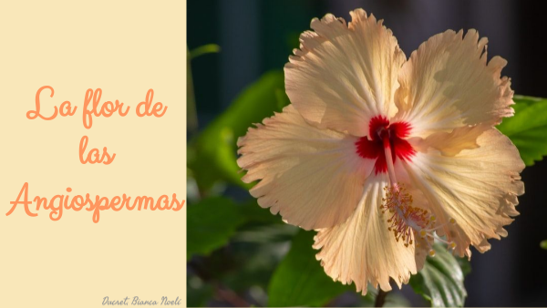 La flor de las Angiospermas