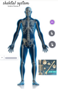 Skeletal System