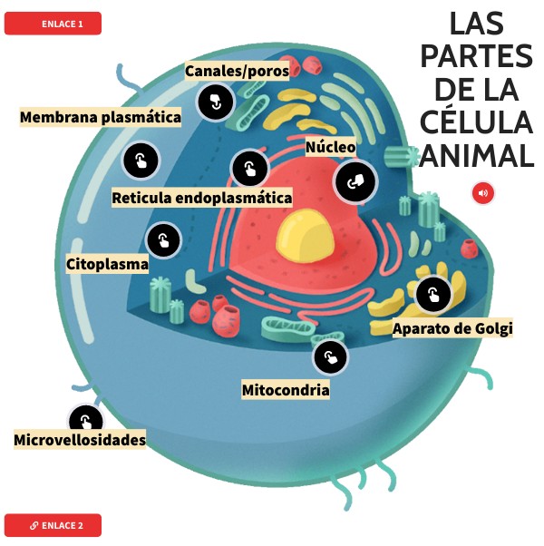 Imagen interactiva ( célula animal) | Genially