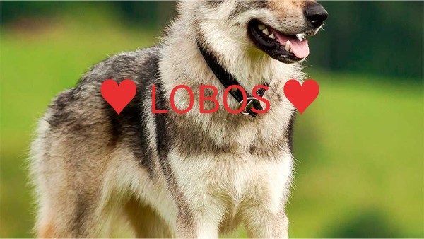 lobos | Genially