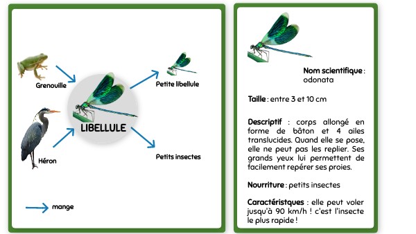 LIBELLULE