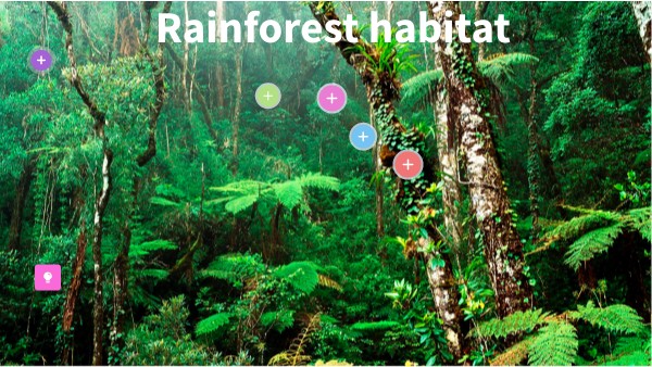 rainforest habitat