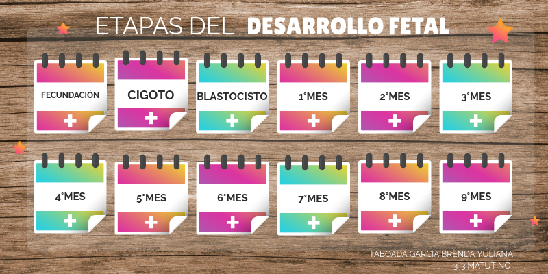 ETAPAS DEL DESARROLLO FETAL | Genially