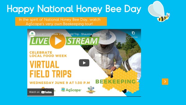 National Honey Bee Day | Genially