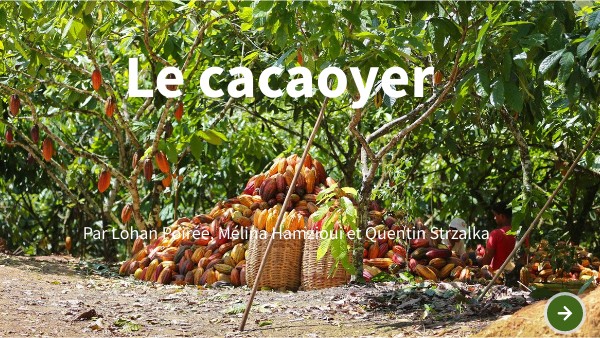 Le Cacaoyer