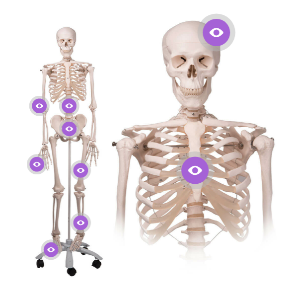 Les os du squelette | Genially