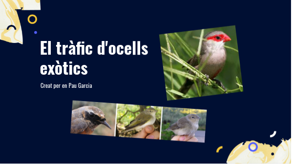 El tràfic d'ocells exòtics