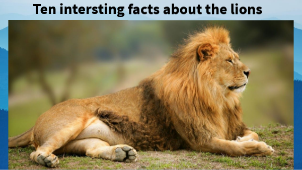 Ten interesting facts about the lions | Genially