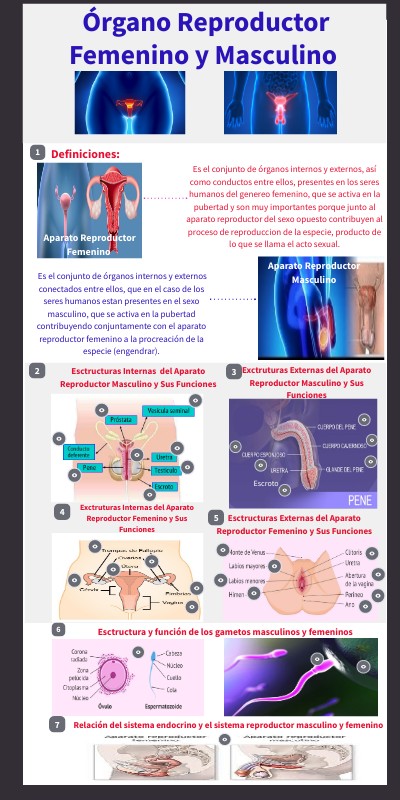 INFOGRAFÍA SOBRE EL ÓRGANOS REPRODUCTORES JOSUÉ VILLARROEL 2C | Genially