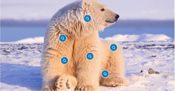 Das Fell des Eisbären