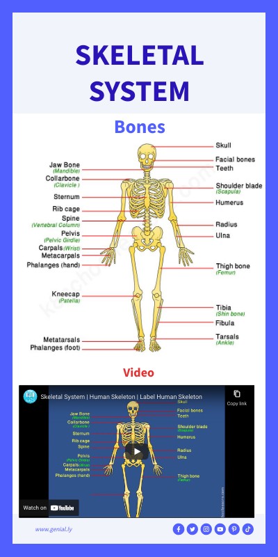 Skeletal system. Bones.