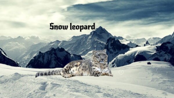 The Snow Leopard