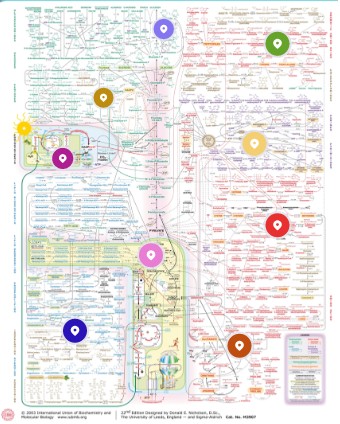 Mapa metabólico | Genially