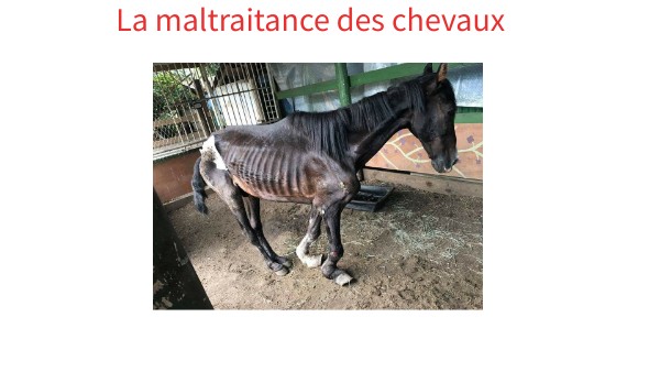 La maltraitance des chevaux