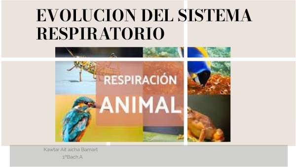 Evolucion del sistema respiratorio de los animales | Genially