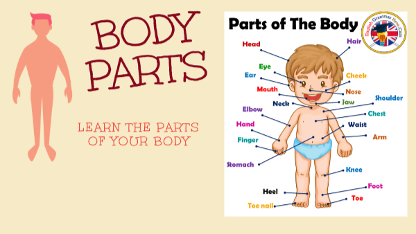 PARTS OF THE BODY | Genially