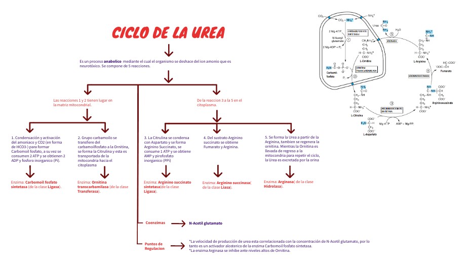 Ciclo Urea | Genially