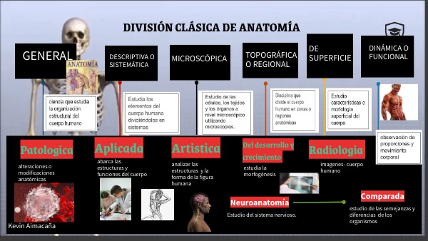 DIVISIÓN CLÁSICA ANATOMICA