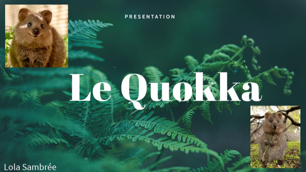 Quokka présentation