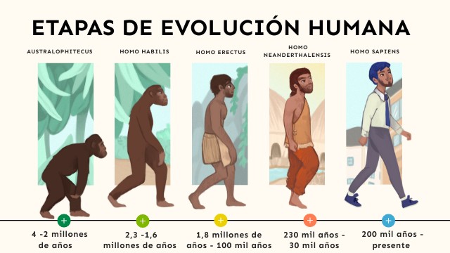 ETAPAS DE EVOLUCIÓN HUMANA | Genially