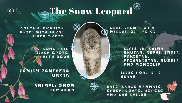 The Snow Leopard-Albert Surichaqui