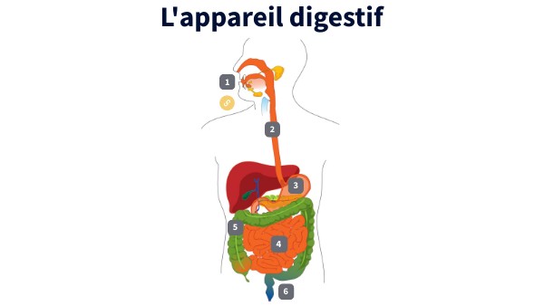 Appareil digestif | Genially