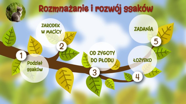 Rozmnażanie i rozwój ssaków | Genially