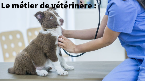 Métier Vétérinaire | Genially
