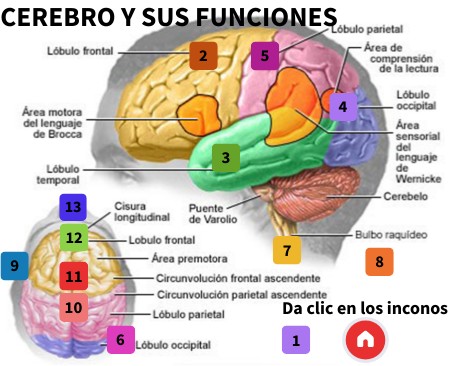 Bases biológicas del cerebro | Genially