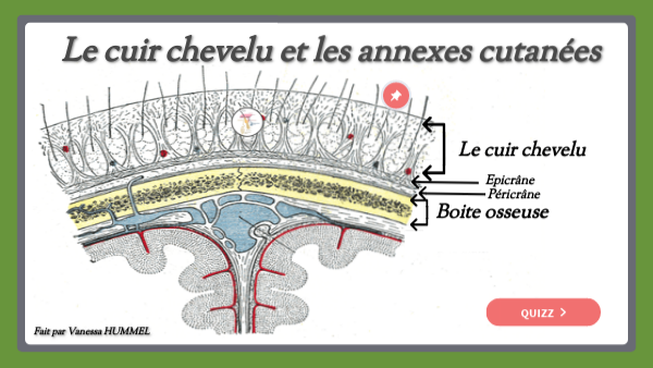 Kyste Cuir Chevelu Douloureux: Kyste Cuir Chevelu Échographie – MIQG