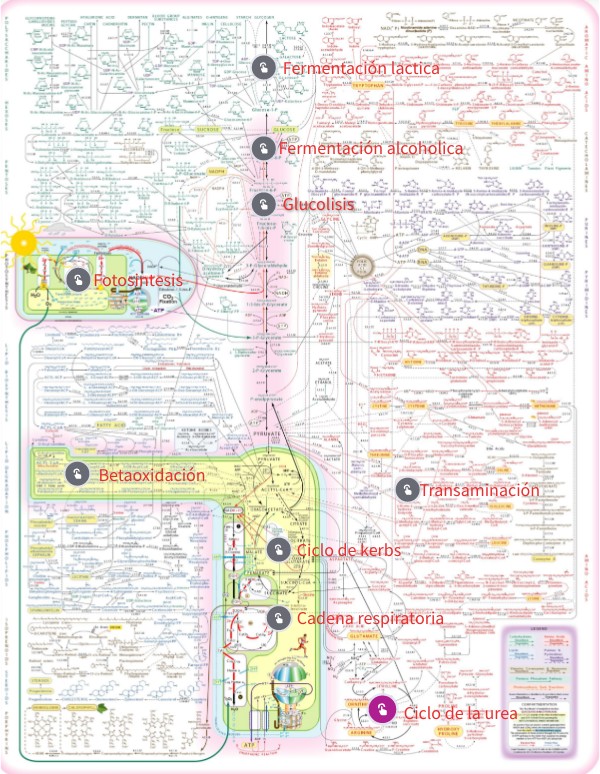 Mapa Metabolico | Genially