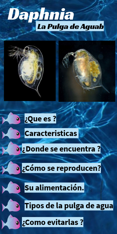 La pulga de agua | Genially