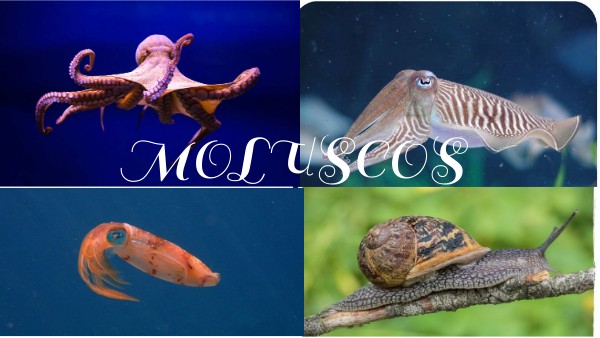 Moluscos 🦑